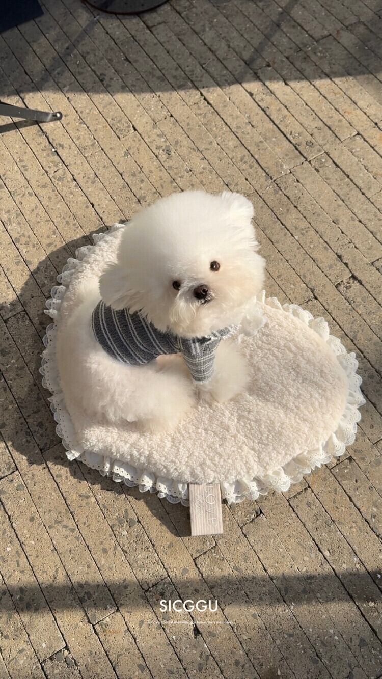 《予約》Ivory photozone cushion mat | Pay ID