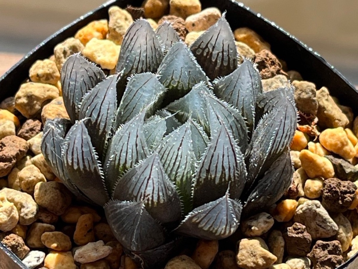 ハオルチア 雫絵巻① | mocono_plants