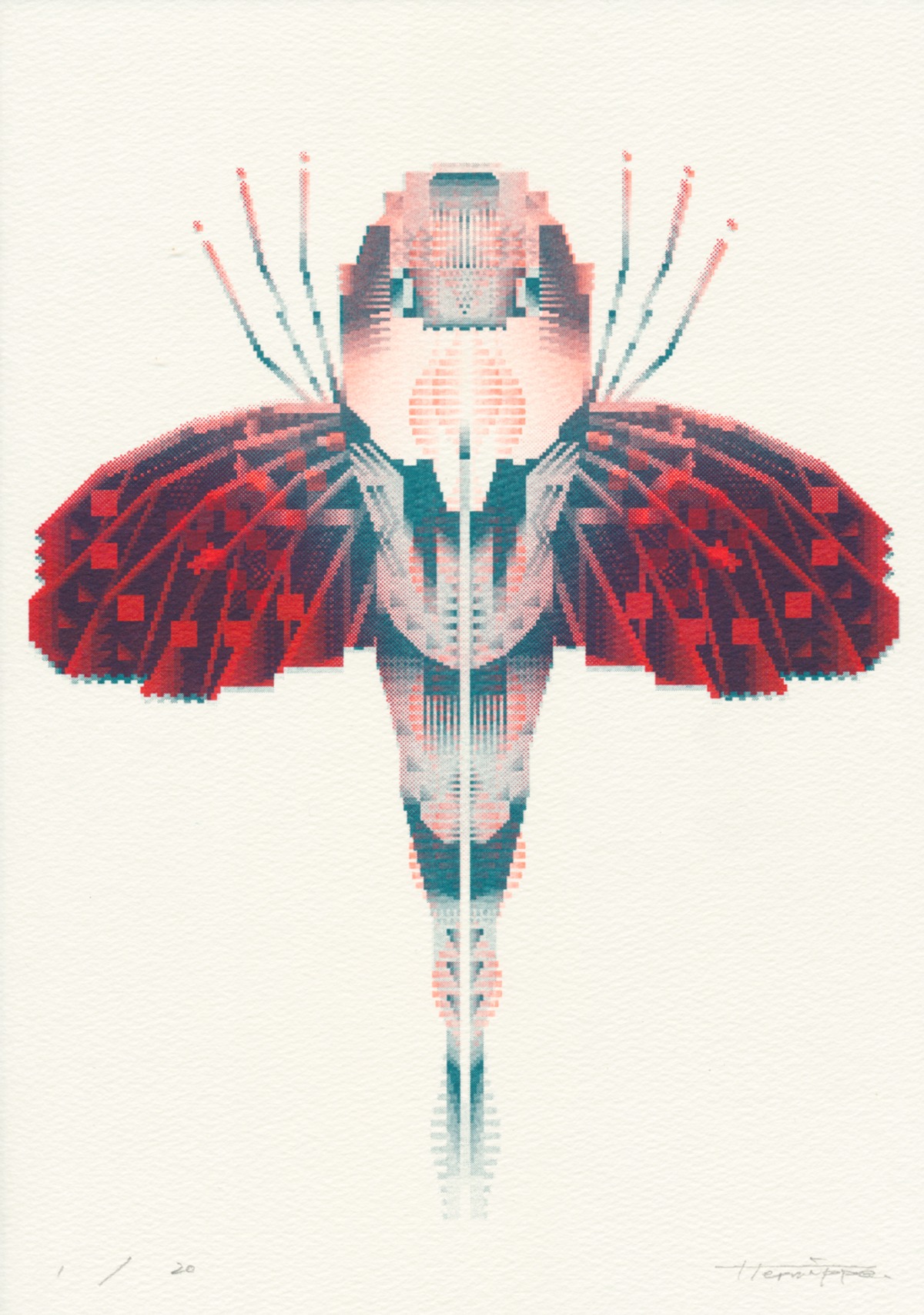 ホウボウ ( Sea robin ) | hermippe