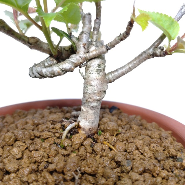 桜桃（サクランボ）盆栽 S014 | 盆栽創【Bonsaisou】