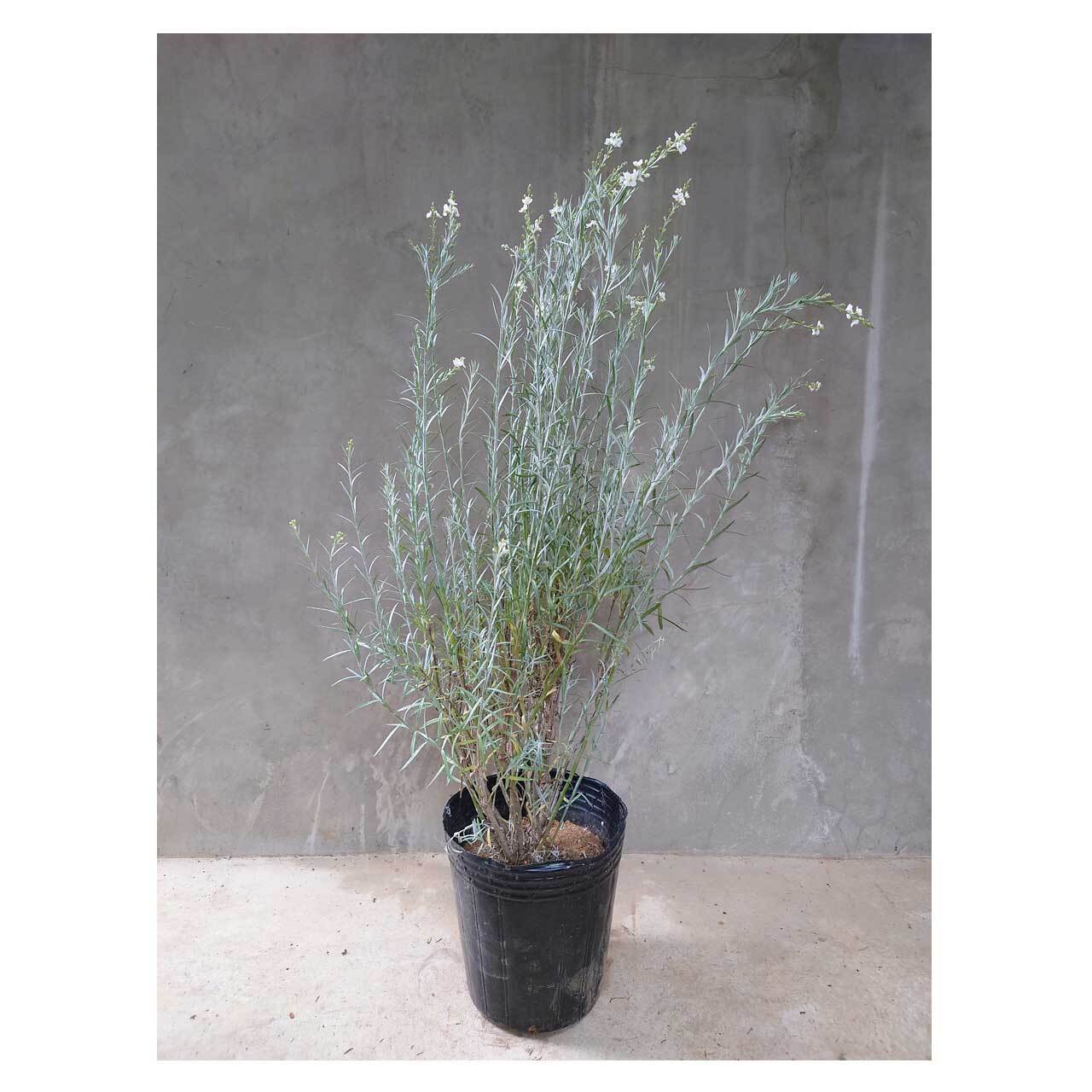 Gomphostigma virgatum | Seeding