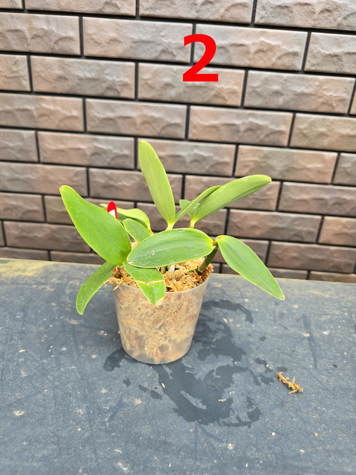 C. aclandiae tipo ‘Signeu’ x tipo 5X Caliman | mytorchid