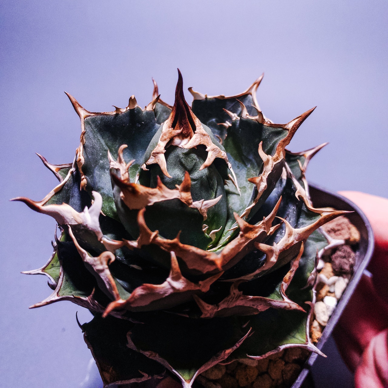 1【2連連棘 ボールタイプ】アガベ オテロイ "エスパーナ" Agave Oteroi ball type "from Espana ...