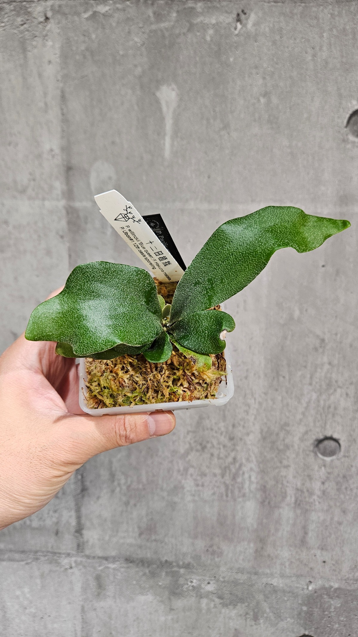 P. Pacific ocean series (P.willinckii 'Blue queen', P. Hakuna matata, P. Ubon#1 sporeling ...