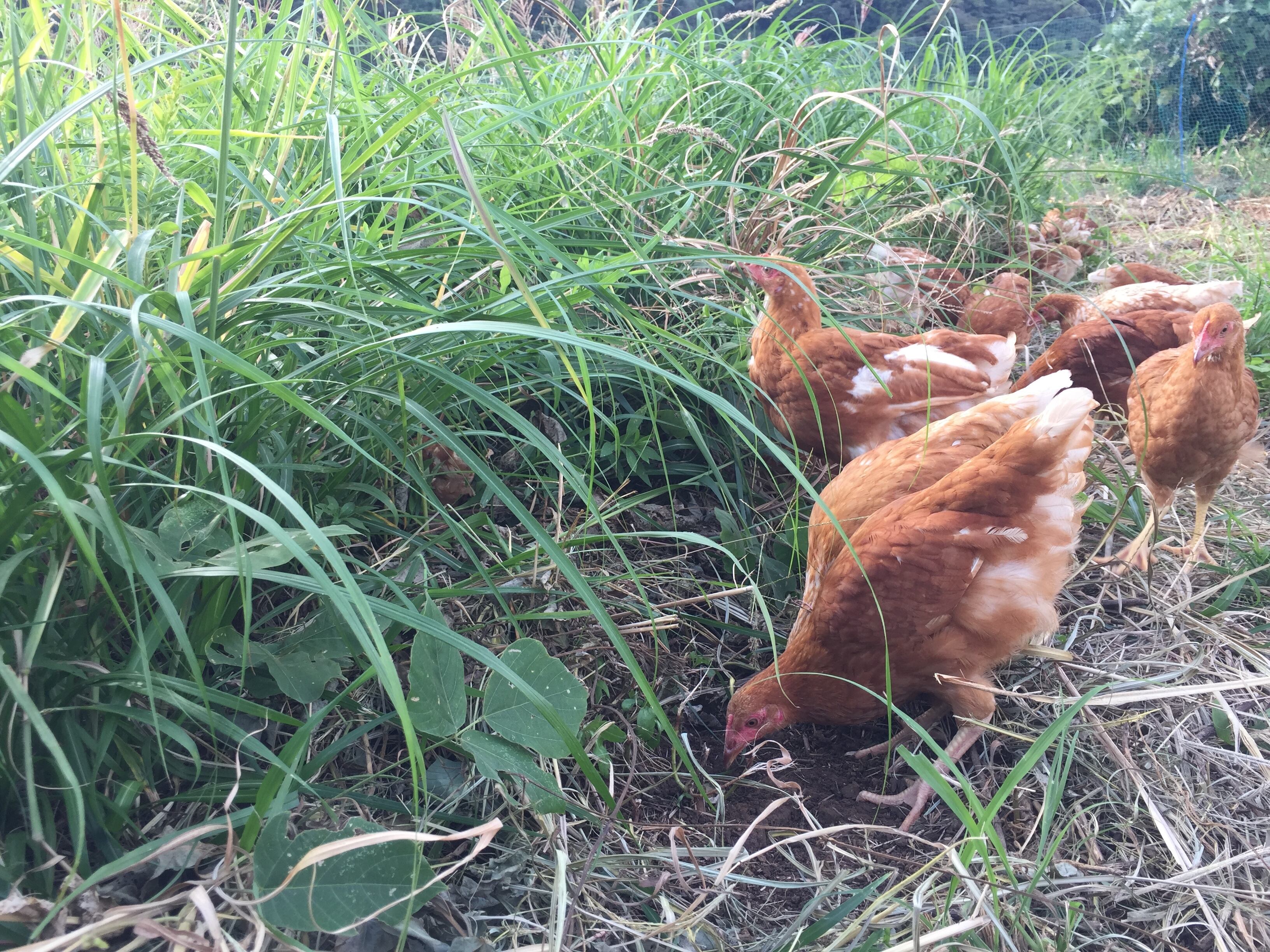 【定期／1ヶ月おき】野っぱら放し飼い あめつちたまご／24個（6個×4パック） | ホホヱミ農園 自然栽培・放し飼い・自然卵