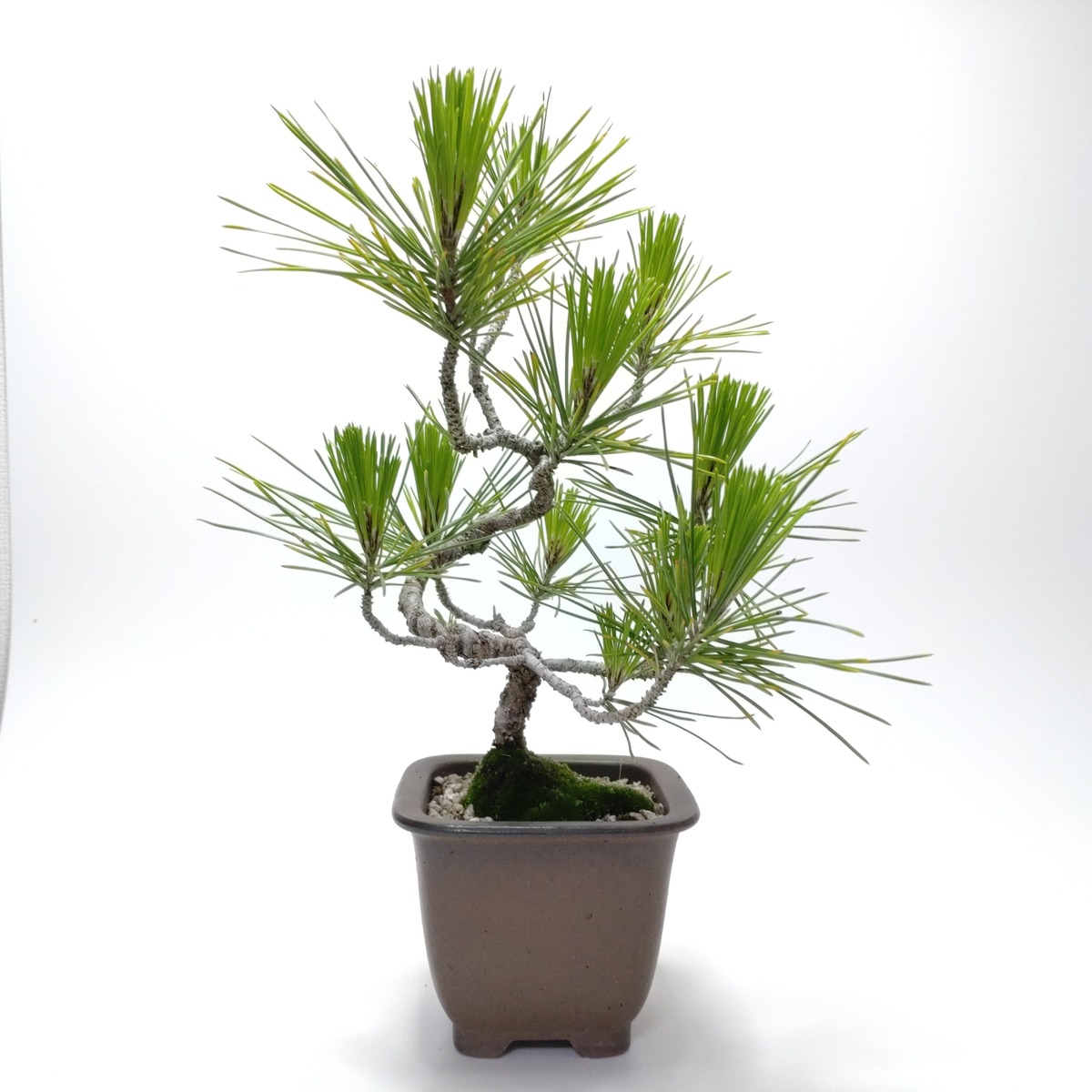 黒松（クロマツ）盆栽 SS006 | 盆栽創【Bonsaisou】