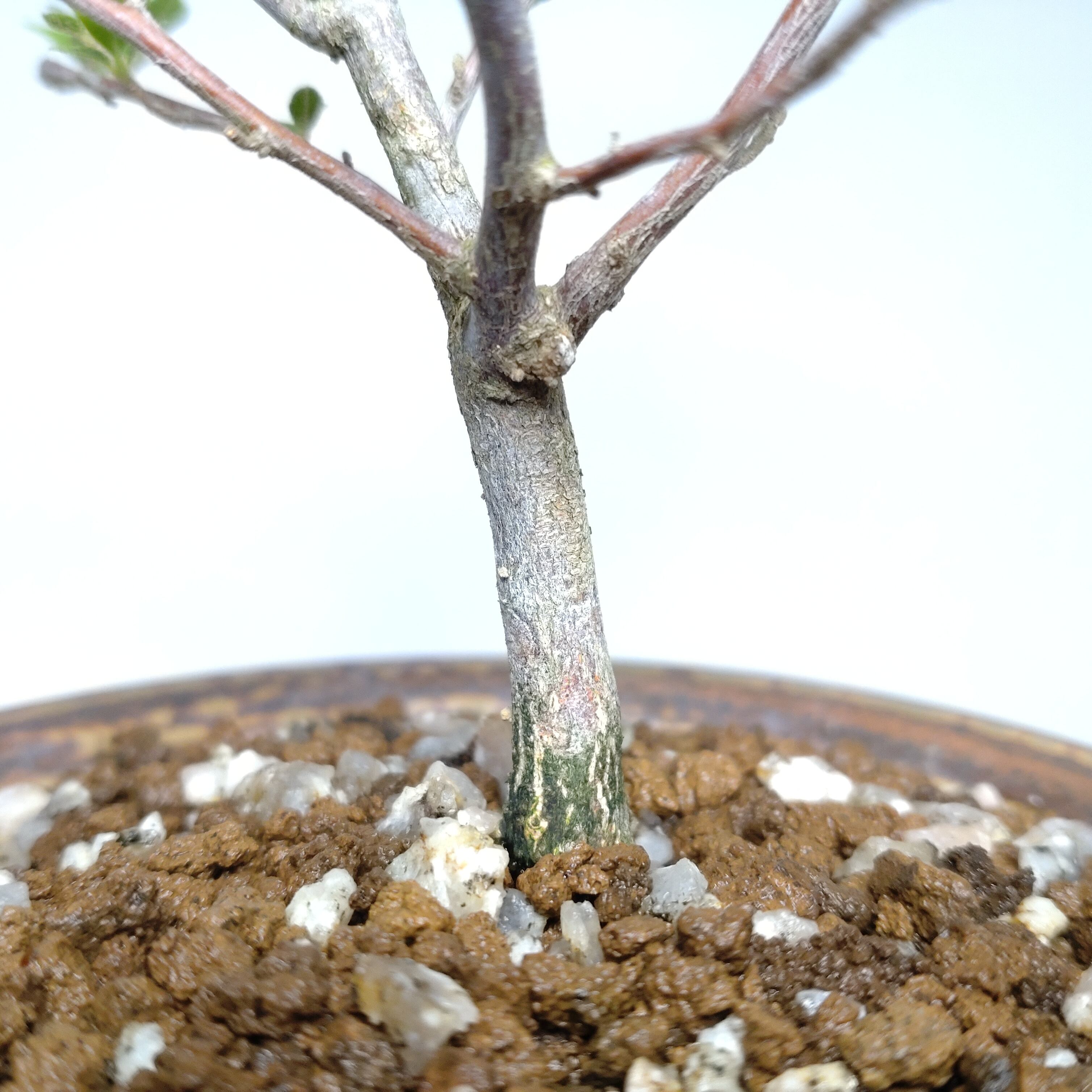 エゴノキ盆栽 S009 | 盆栽創【Bonsaisou】