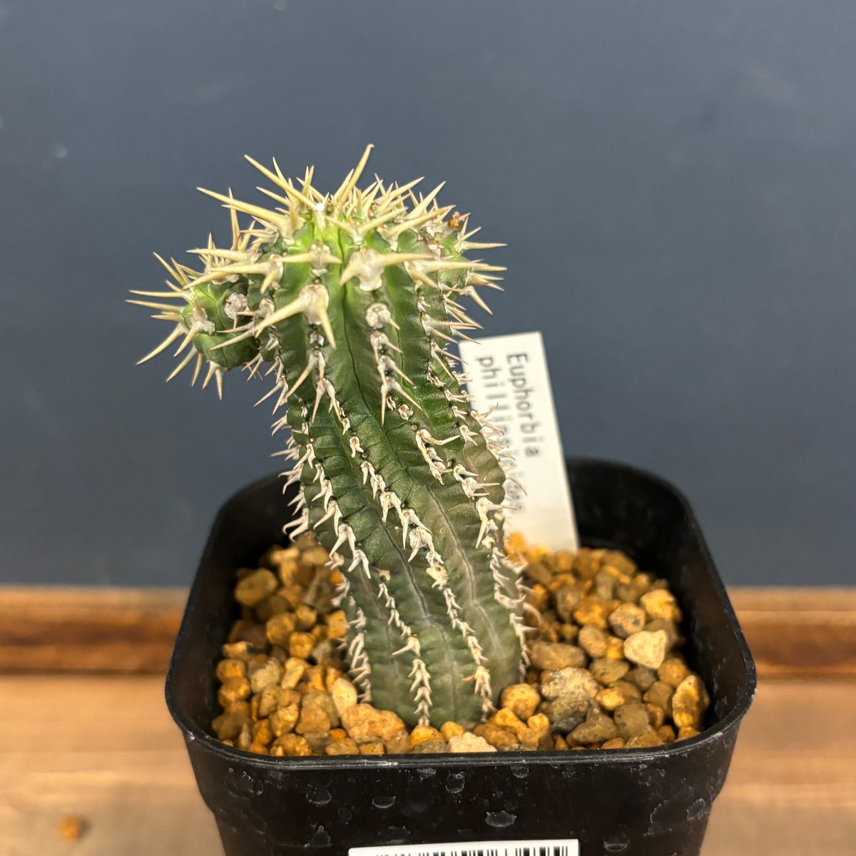 ユーフォルビア フィリップシオイデス【784】 | PROTOLEAF プロトリーフ