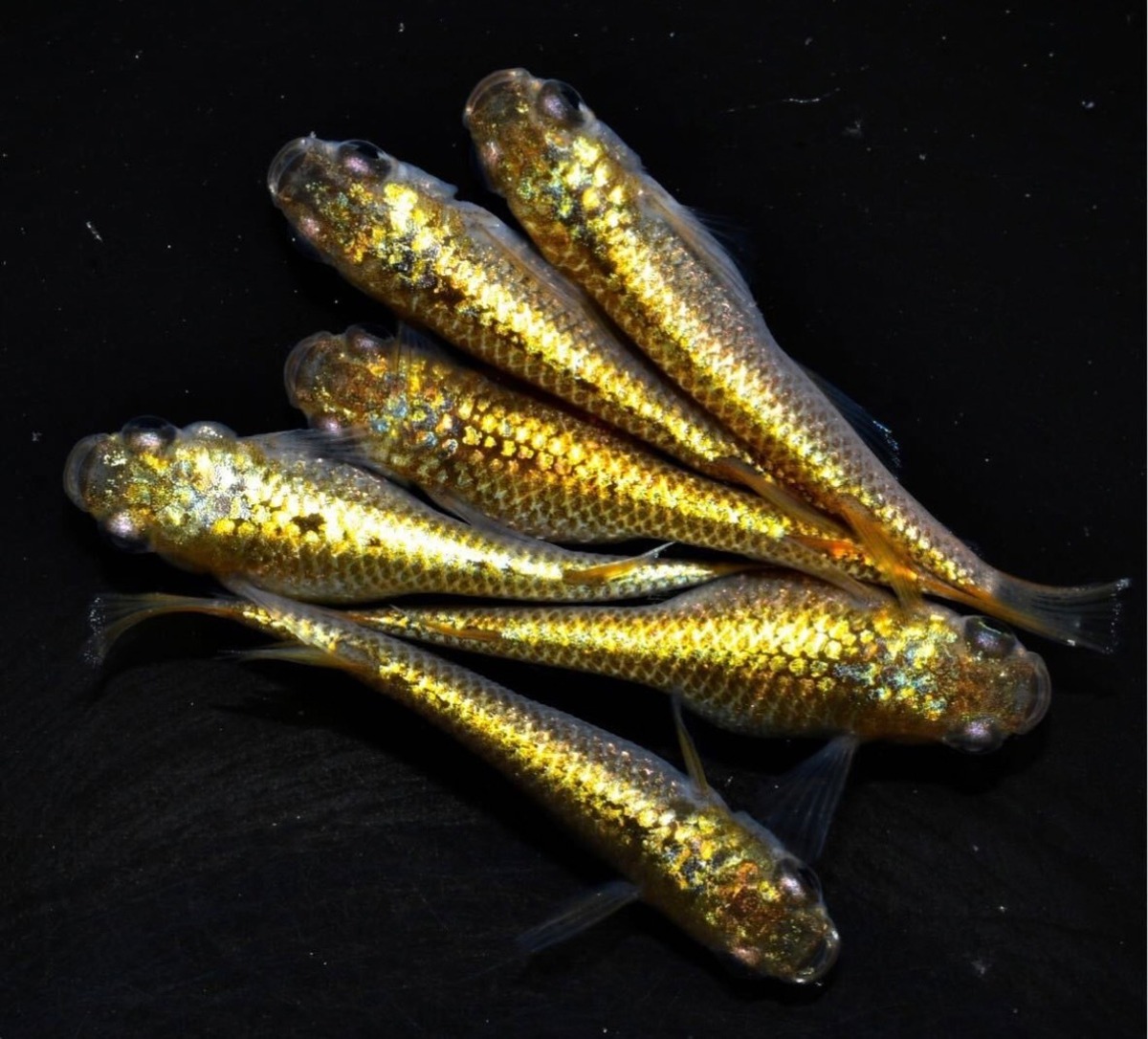 Japanese ricefish eggs20＋α sufinnkusu aquarium Medaka tropical fish ...