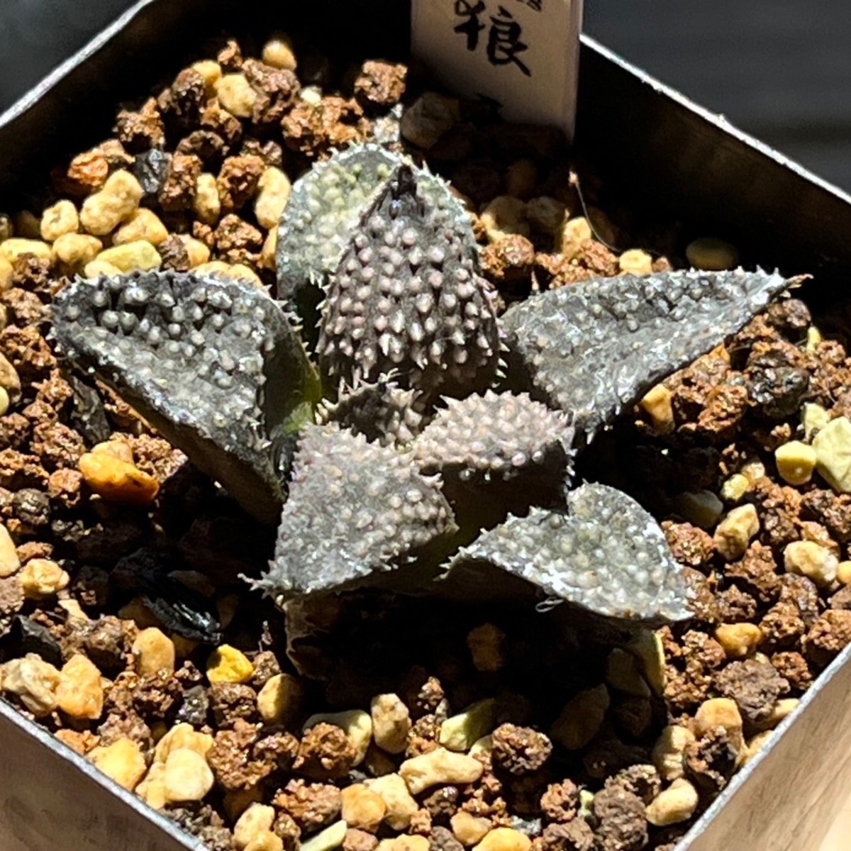 ハオルチア 狼牙 | mocono_plants