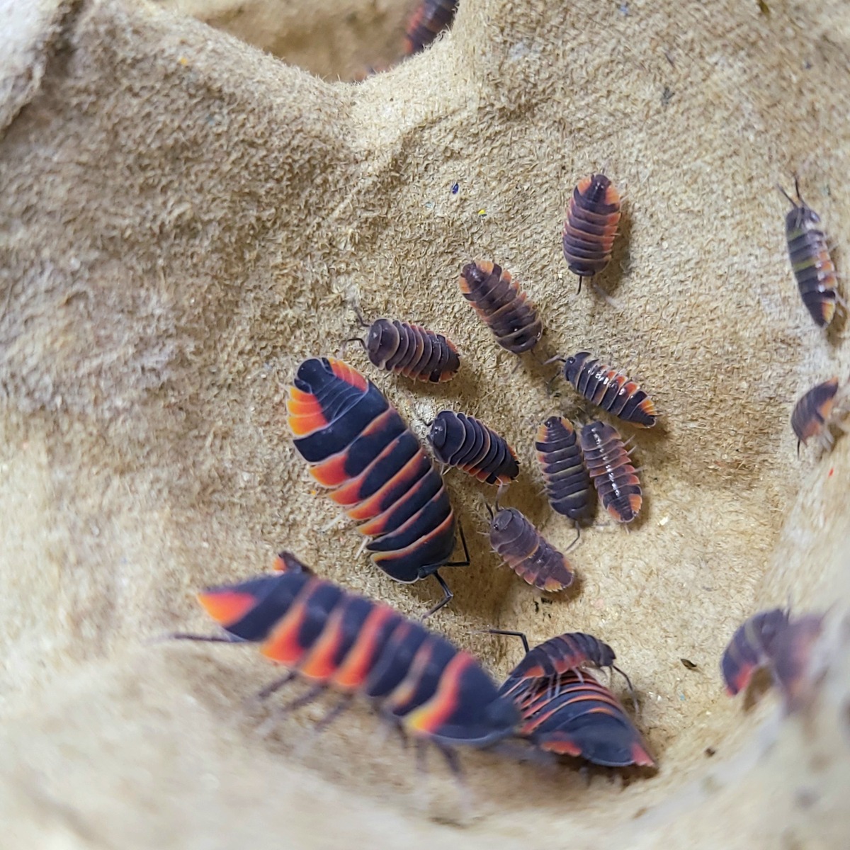 エンバービー | BUG.st