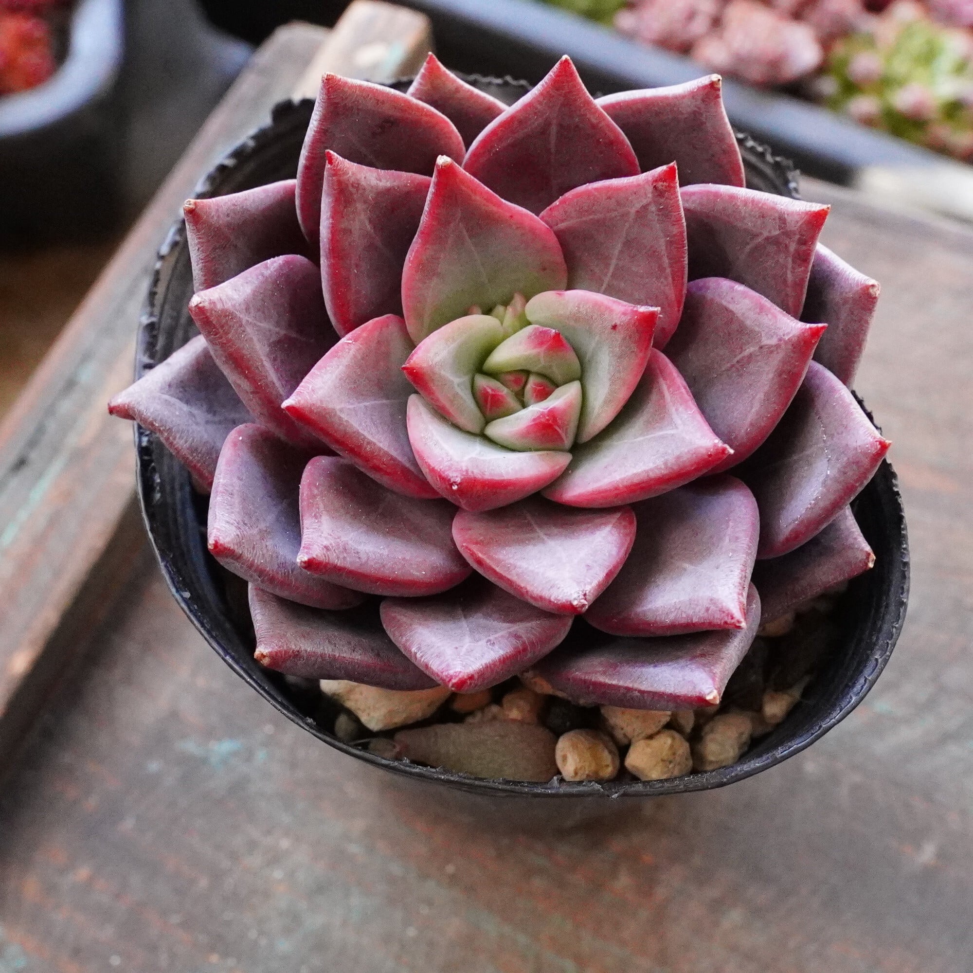 ※再入荷※【ラファエル 】エケベリア 韓国多肉 人気品種 | E-TANIKU