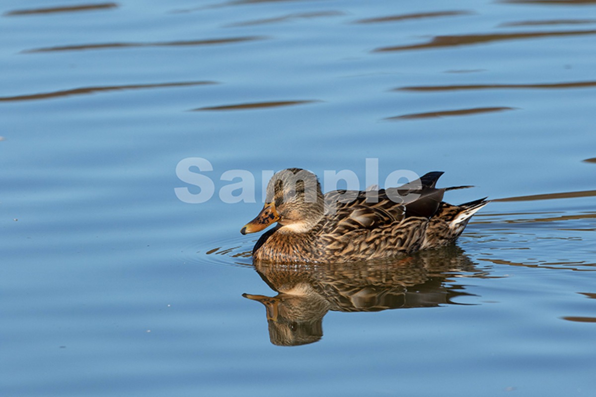 6Q5A5061 2B | meadowscape