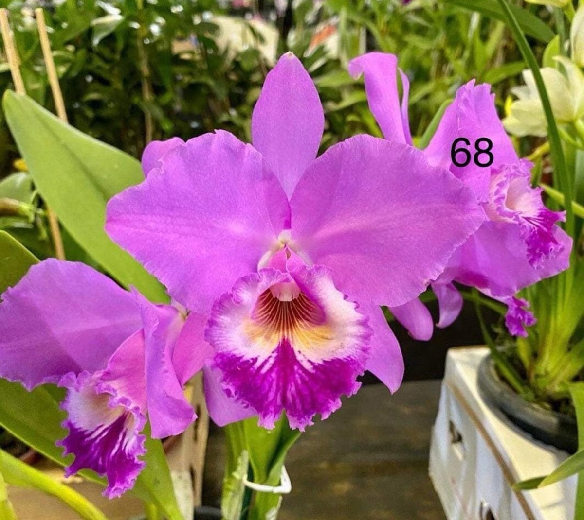 C. labiata f. multiforme 202504-p68 | mytorchid