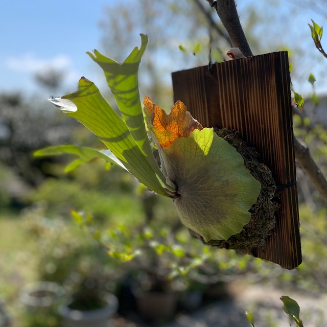 Platycerium White Wing (veitchii x willinckii) | naturefix