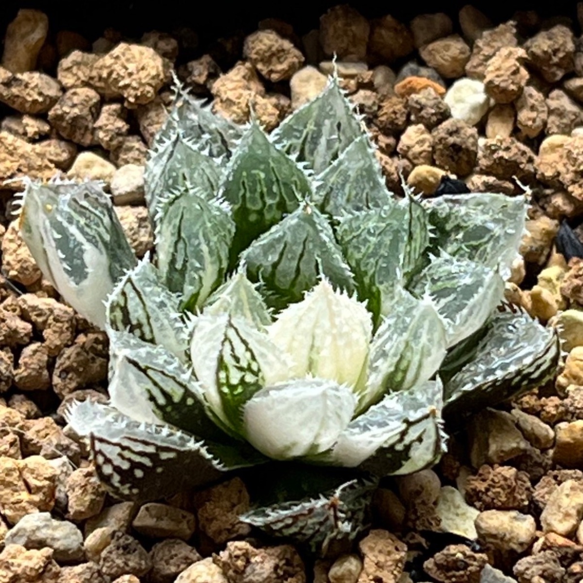 ハオルチア 楼蘭錦 | mocono_plants