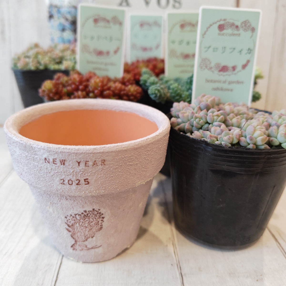 新春ちまちま寄せセット ブライダルローズ 6ポット | hitomatome