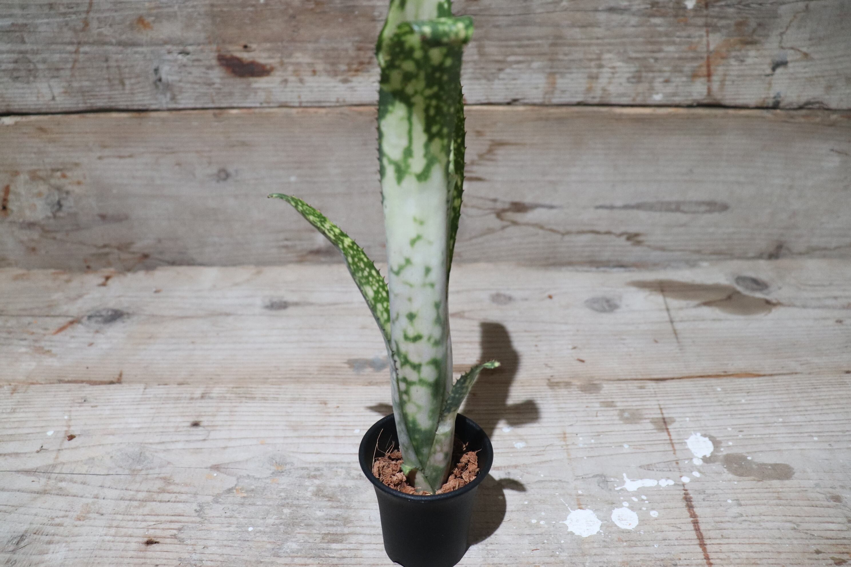 【送料無料】 Billbergia 'Cold Fusion' 〔ビルベルギア〕現品発送B0016 | plane plants
