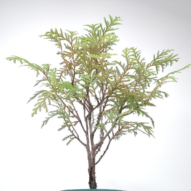 サワラ（椹）S010 | 盆栽創【Bonsaisou】