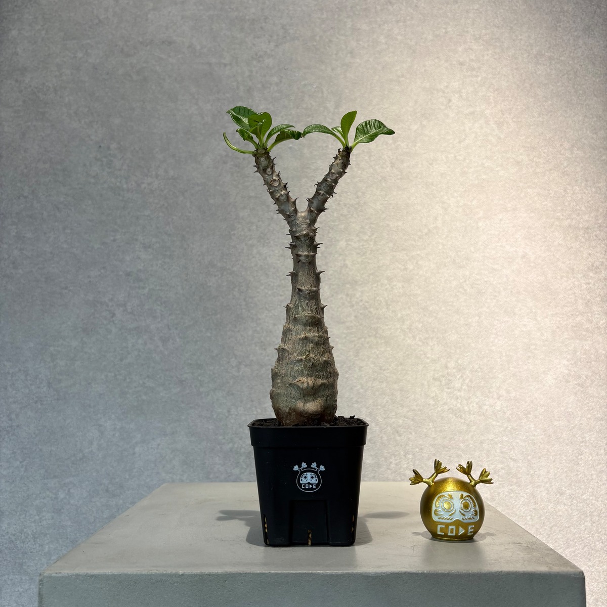 パキポディウム ウィンゾリー 041 | CODE