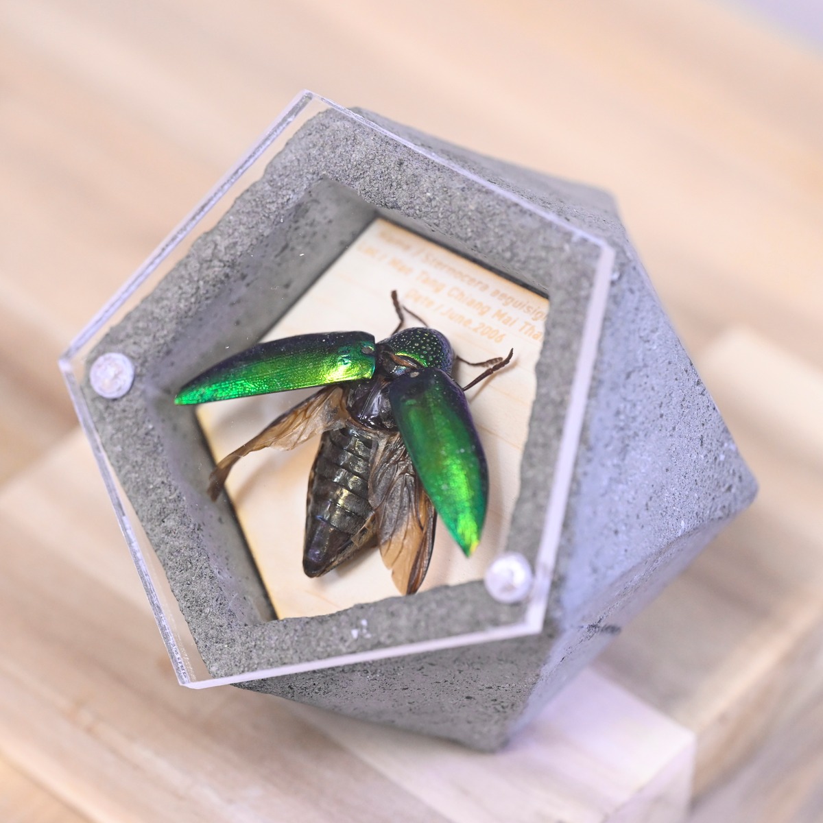 BUG STONE /ミドリフトタマムシ | BUGS-DESIGN