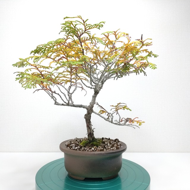 檜（ヒノキ）盆栽 S005 | 盆栽創【Bonsaisou】