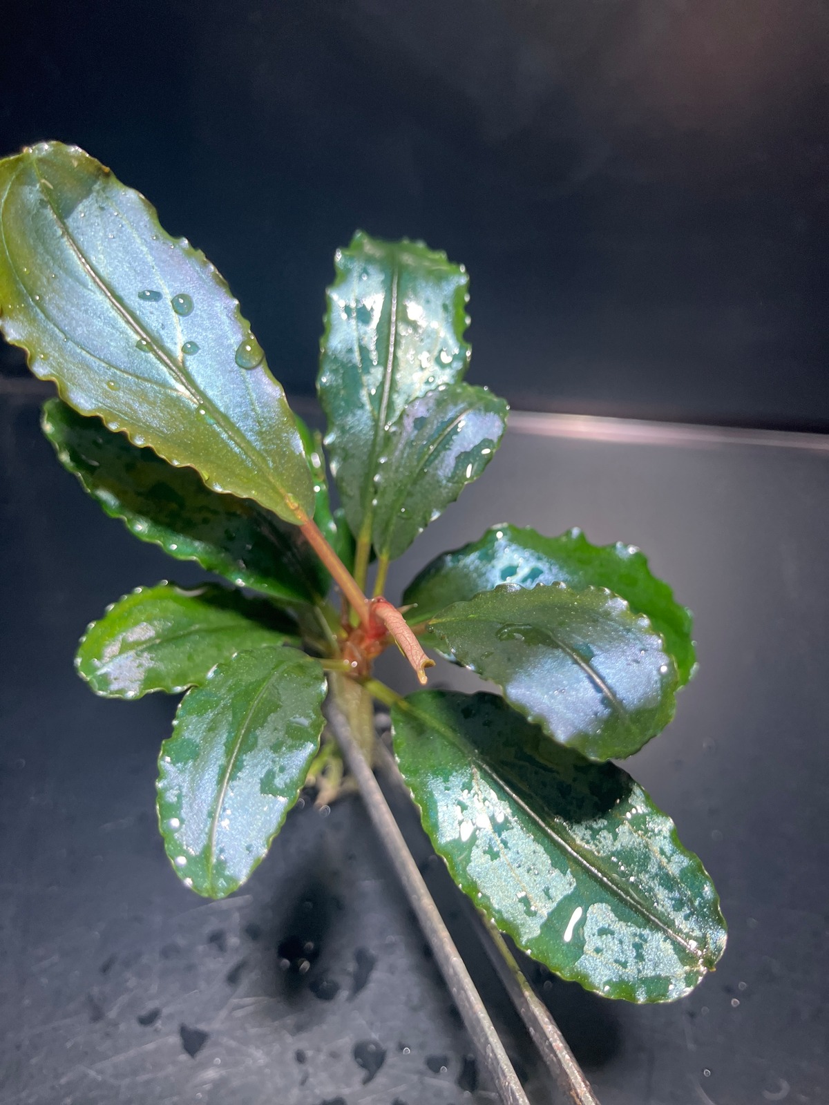 Bucephalandra sp. Hades | Plants Base