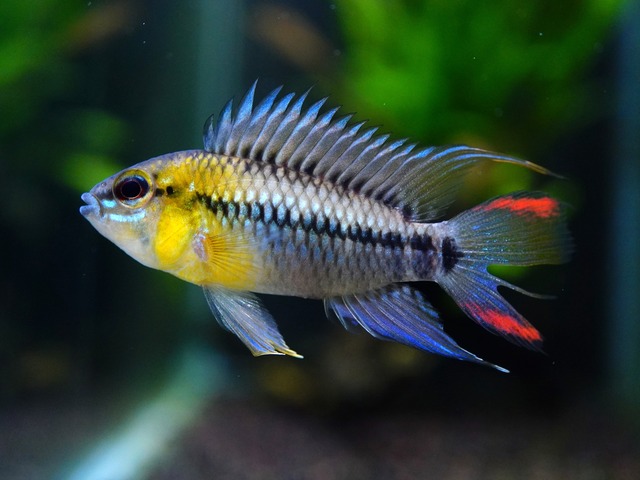 【生体】Apistogramma (WF) | Ap. Crew