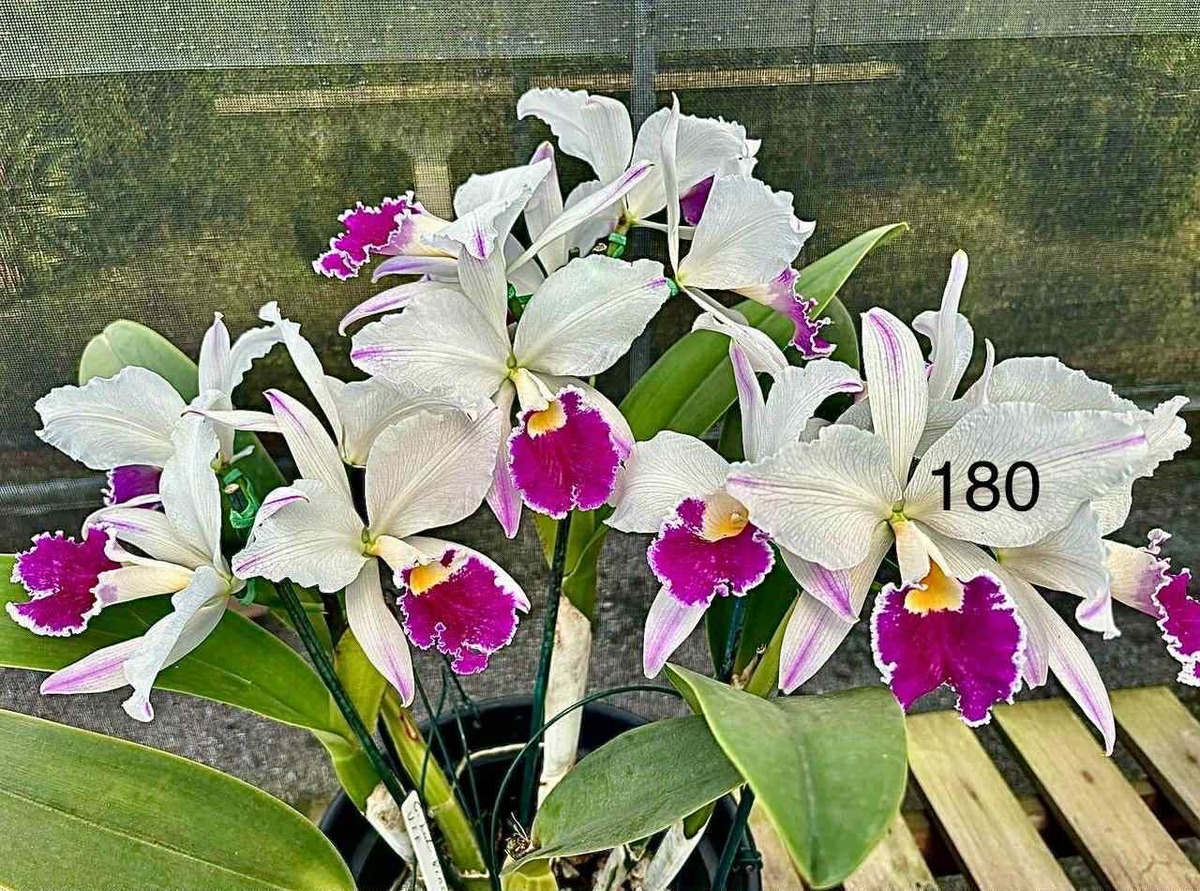 C. labiata f. semialba orlata venosa 202511-p180 | mytorchid