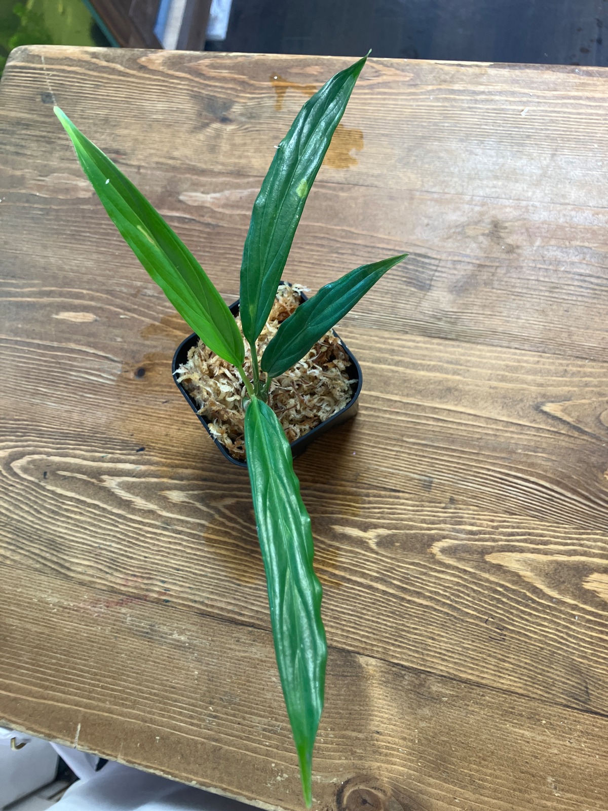 Aglaonema simplex Kubu Raya | Plants Base