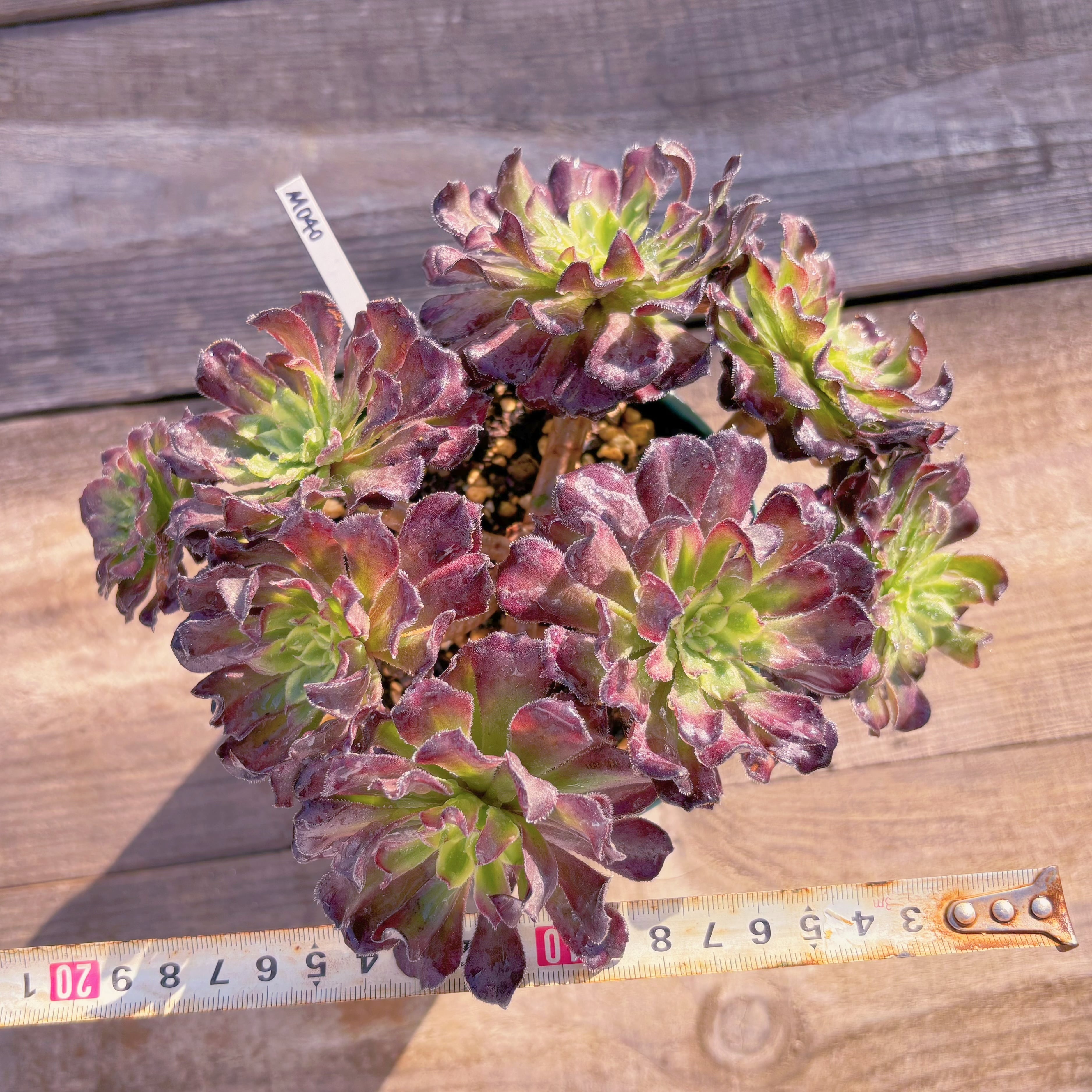 現品 新品種 フェラーリ#M040 特大群生 直径約20cm るる農園 | るる農園~多肉植物専門