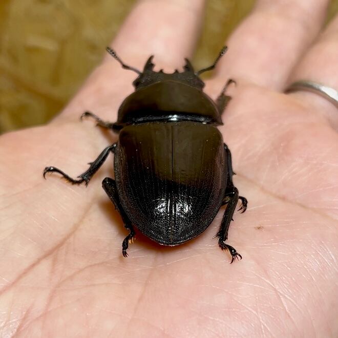 ♀51.9mm 強制早期羽化『SR2406-50』能勢SR血統 国産オオクワガタ | AKIKAZE SHOP