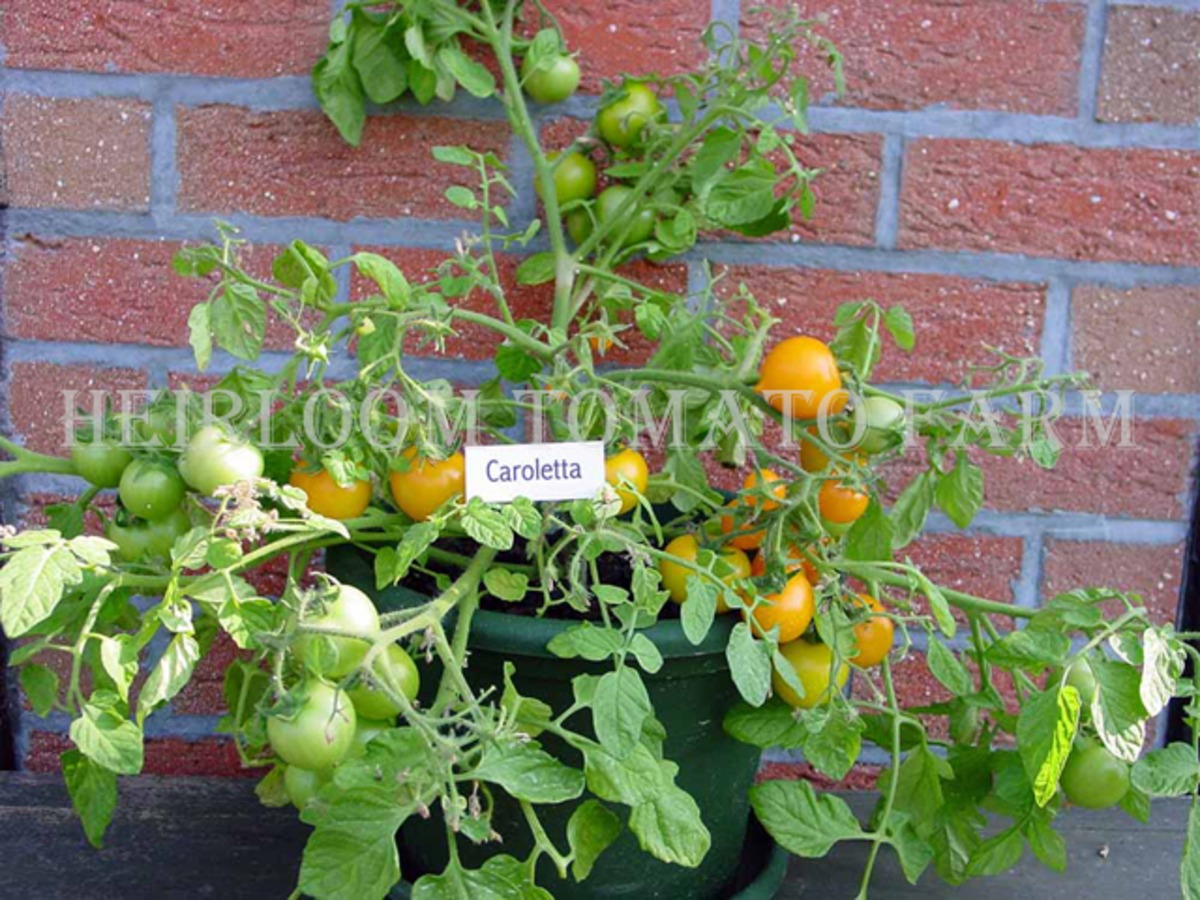 Heirloom Tomato® Caroletta エアルーム・トマト・カロレッタ | Heirloom Tomato Farm