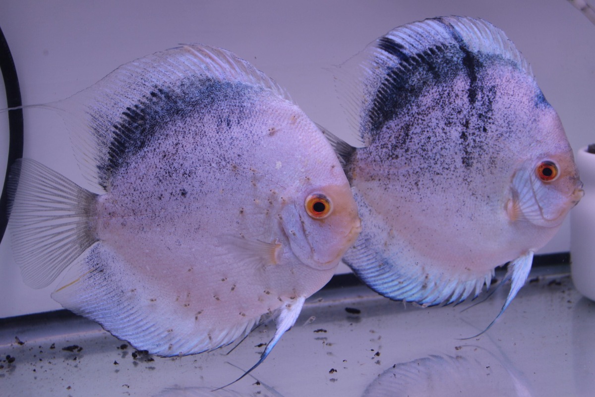 マーキュリー ペアー 商品番号1312 | B-Collection ディスカス専門店 ディスカス通販