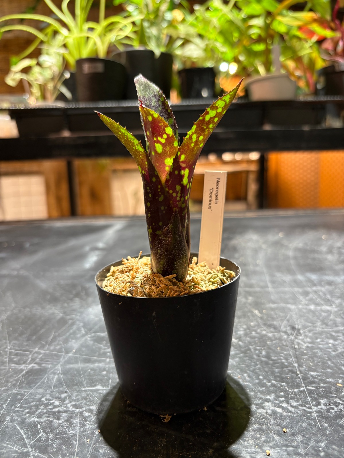 ネオレゲリア ドミヌス | Joy Grove