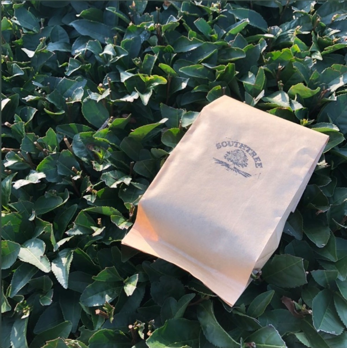 SOUTHTREE / 冠茶 | SOUTH TREE skateshop