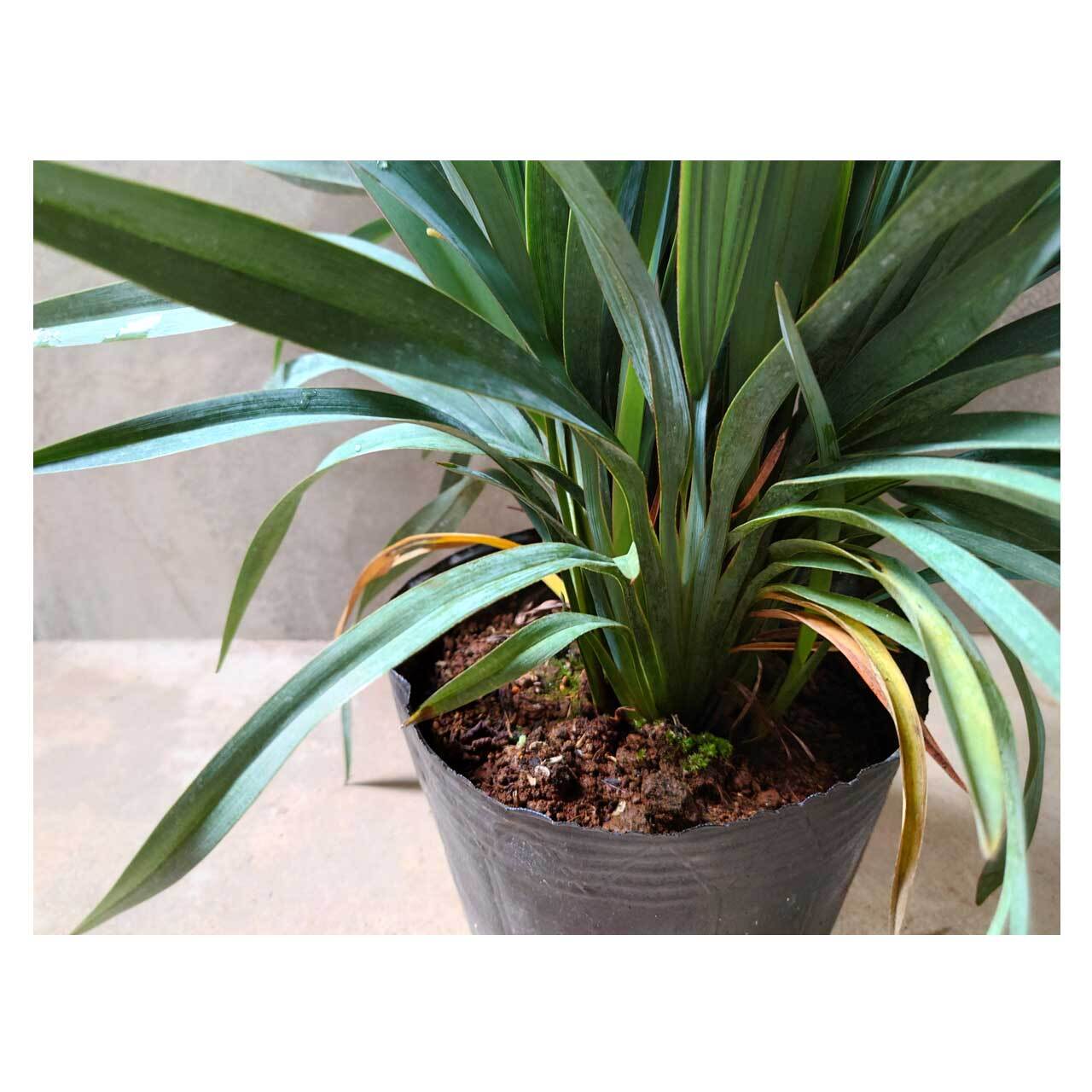 Dianella revoluta 'Blue Stream' | Seeding