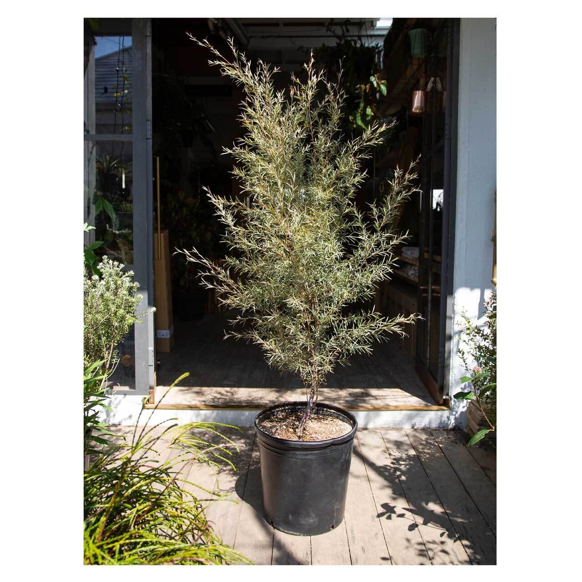 Silver tea tree | Seeding