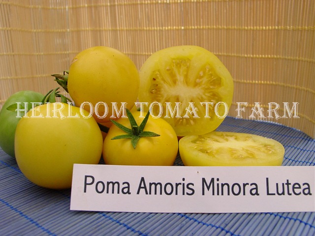 Heirloom Tomato® Poma Amoris Minora Lutea エアルーム・トマト・ポマ・アモリス・ミノラ・ルテア ...