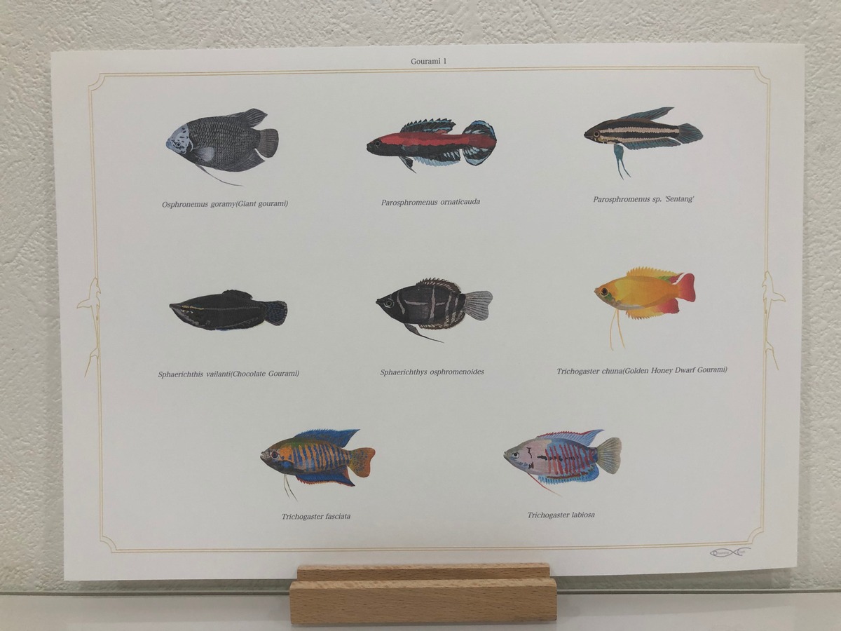Gourami 1 A4 Drawing | Osakanacraft