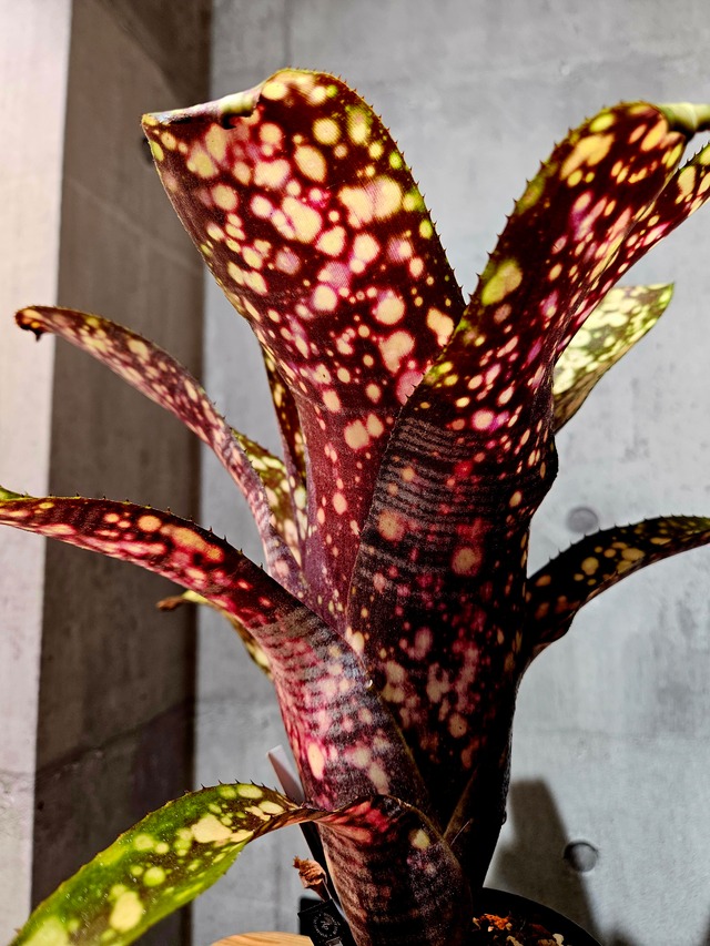 Bill.kolan Dynasty 【artPLANTs/PLANTS GARAGE 】 ビルベルギア/Billbergia/タンクブロメ ...