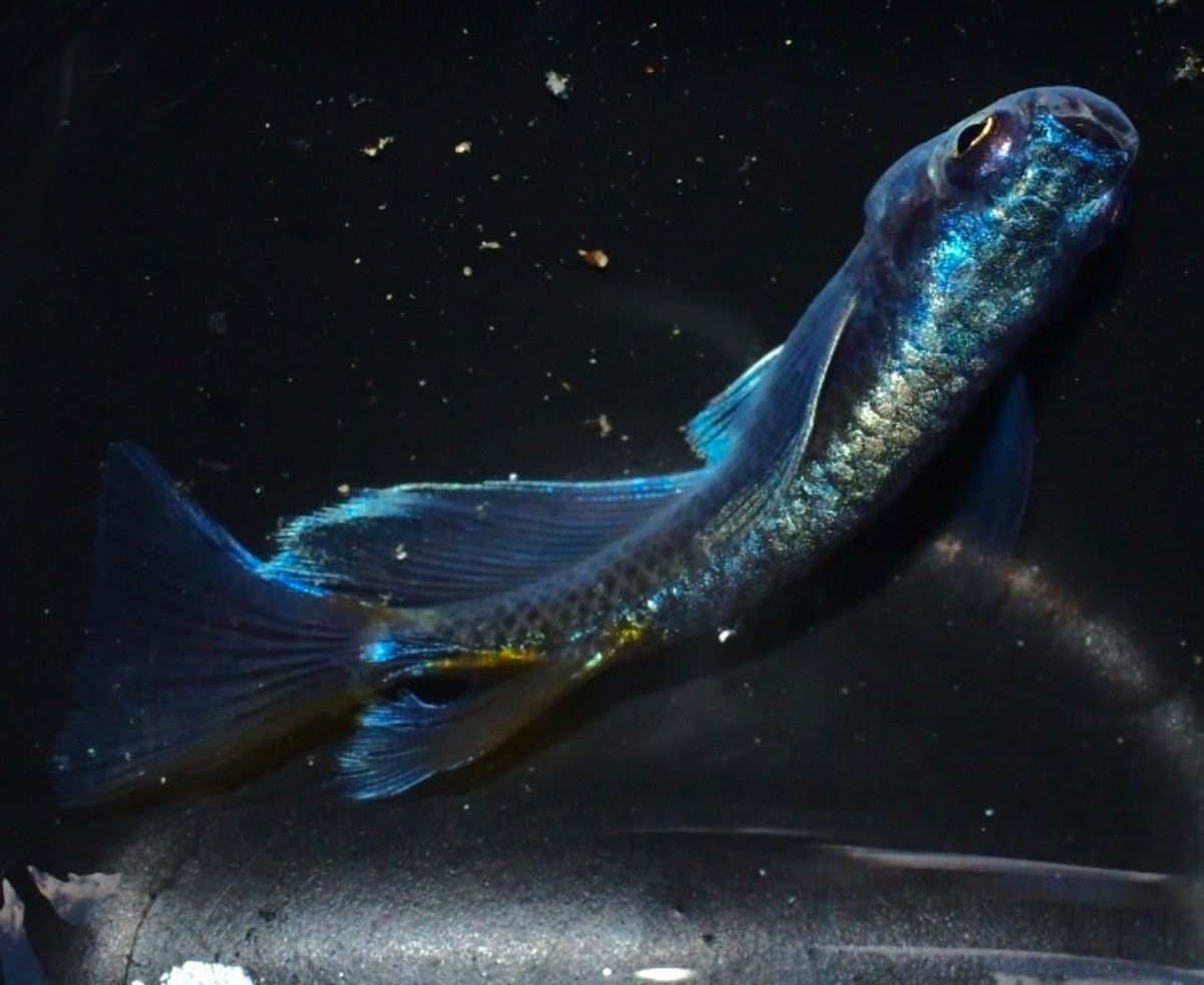 Japanese ricefish eggs20＋α emerarudoburu-RLF aquarium Medaka tropical ...