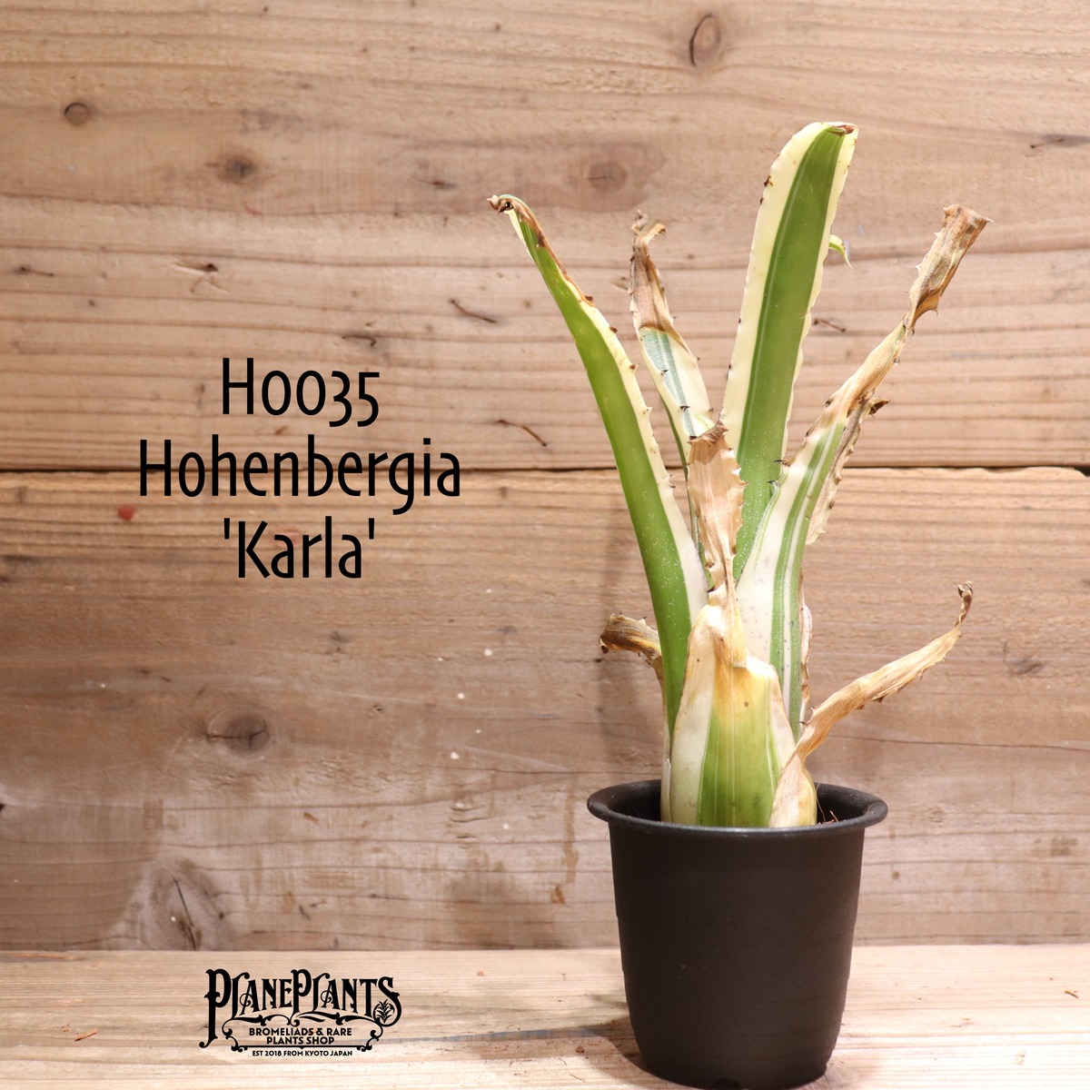 【送料無料】 Hohenbergia 'karla'〔ホヘンベルギア〕現品発送H0035 | plane plants