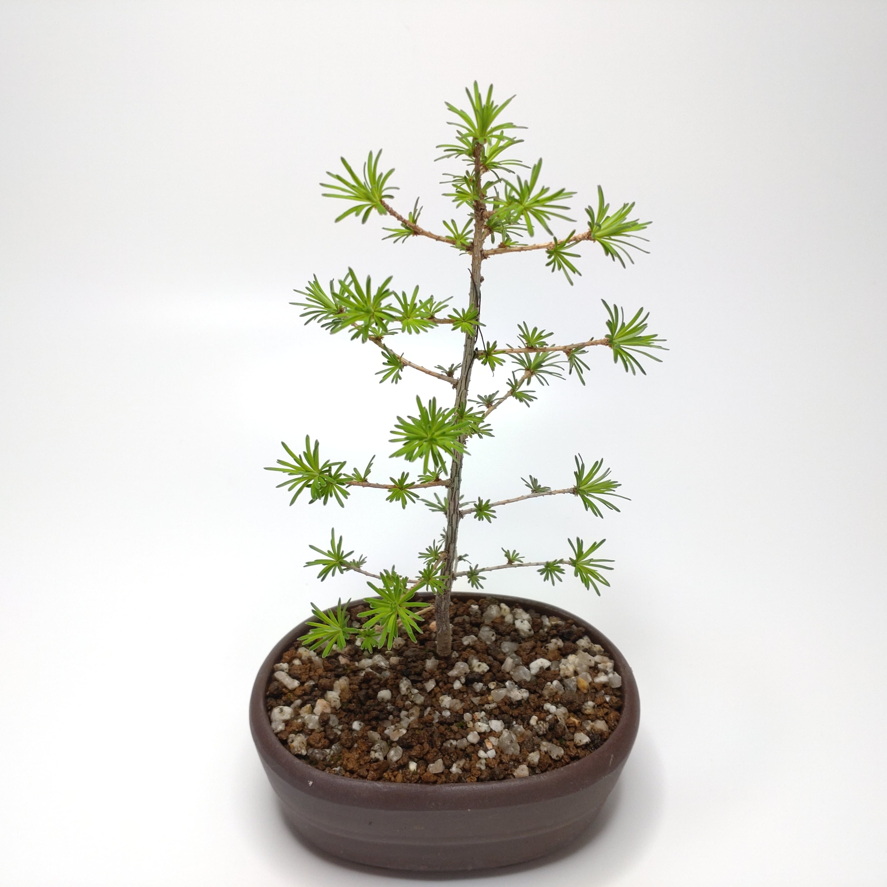 唐松（カラマツ）盆栽 S007 | 盆栽創【Bonsaisou】