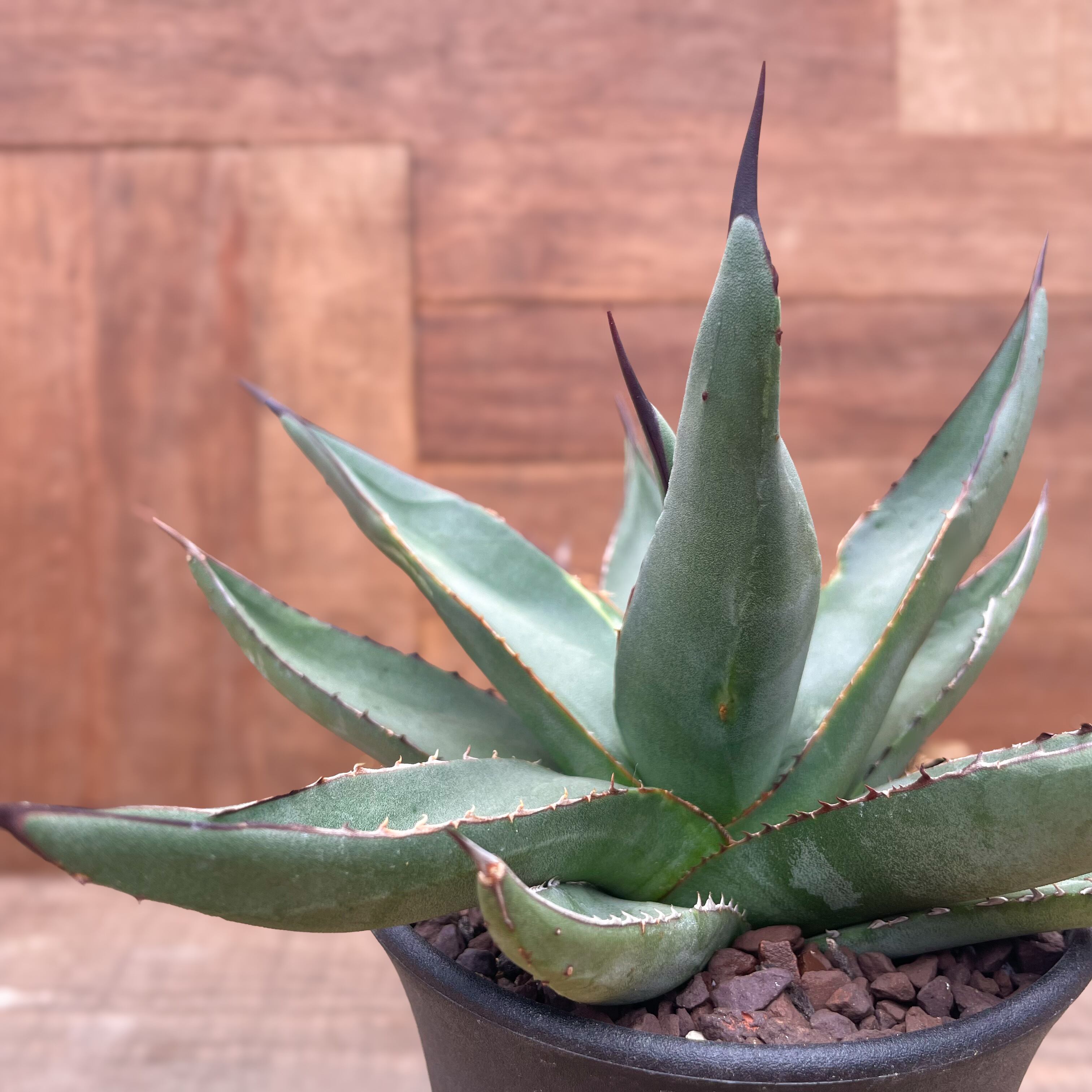 Agave nigra “Shark Skin”【アガベ・ニグラ・シャークスキン】 | RIMO'S GREEN サボテンと多肉植物の通販サイト