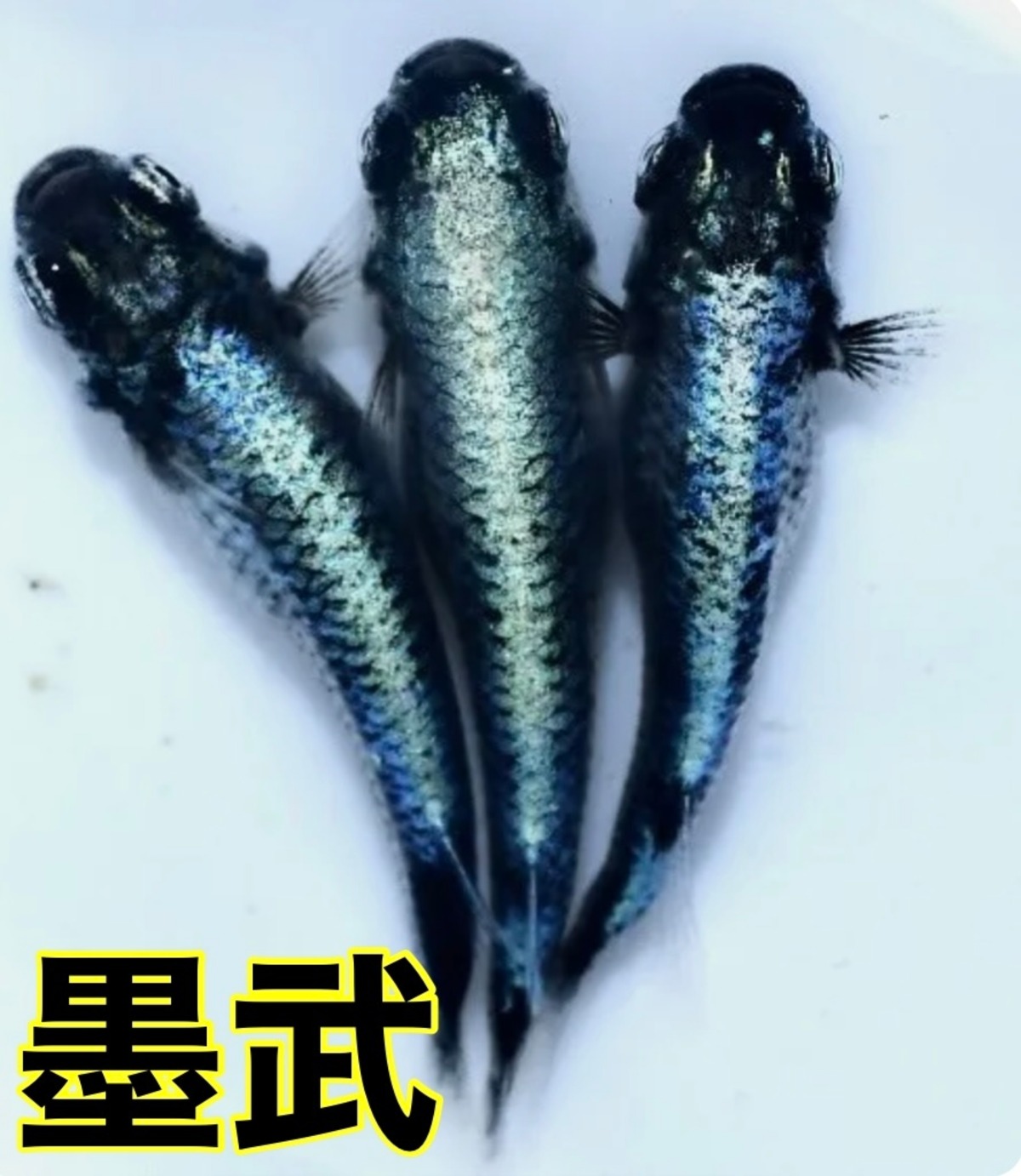 Medaka Japanese Ricefish Eggs20+α 墨武（Bobu） | Medakaricefish Japan