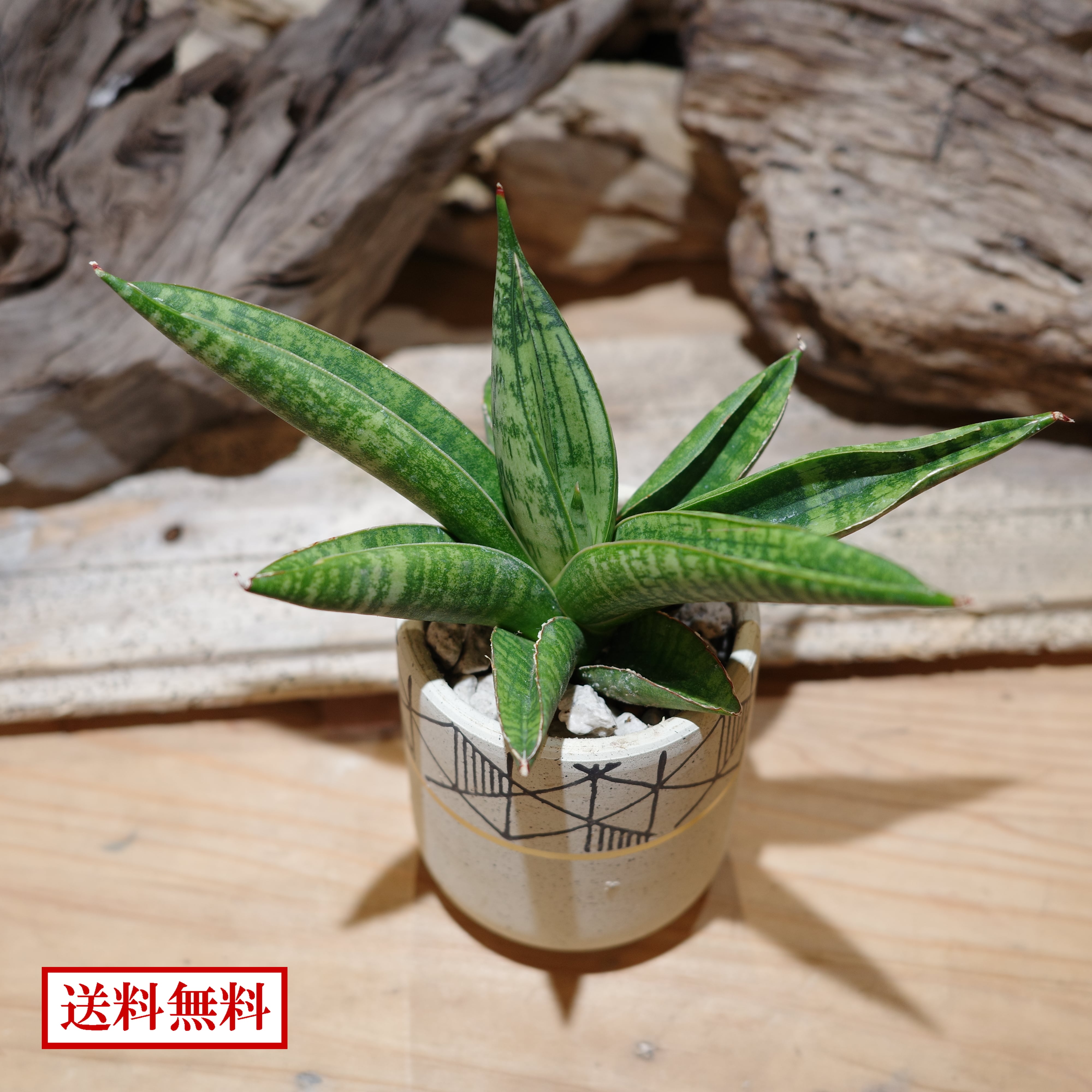 サンセベリア・インドⅠ | 着生屋 Epiphyte Collection