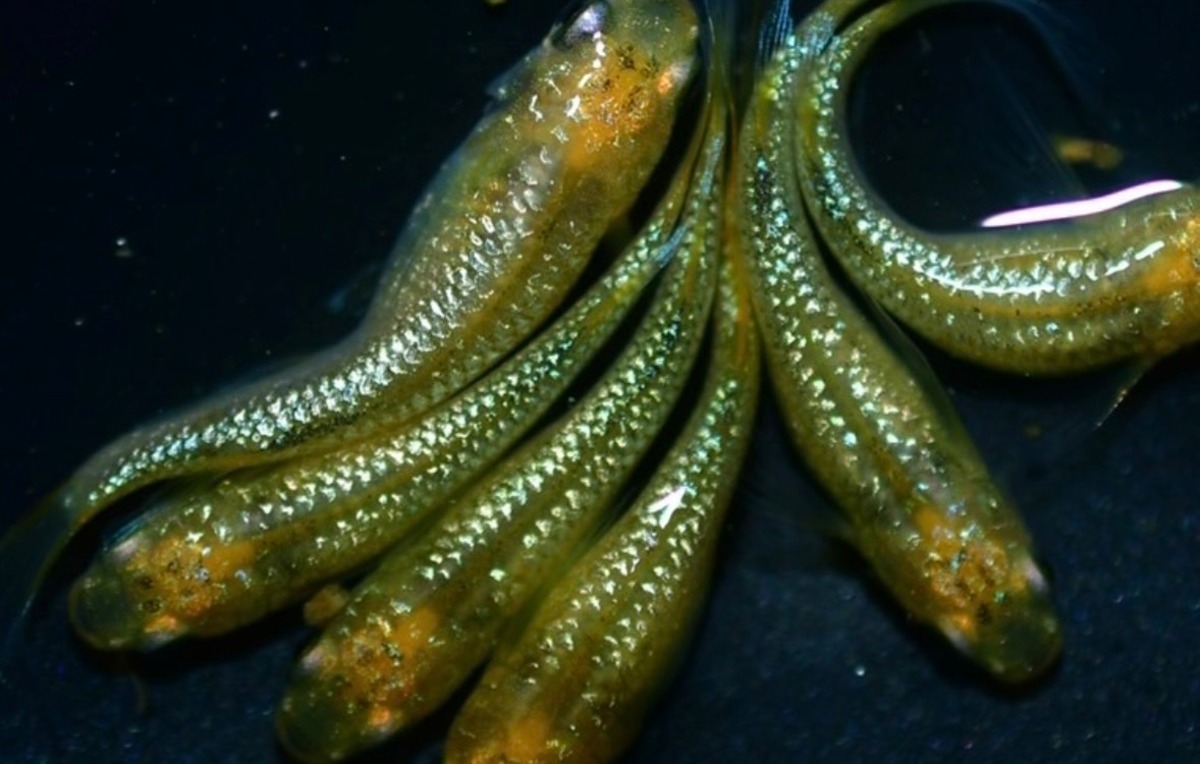 Japanese ricefish eggs20＋α rekurisu aquarium Medaka tropical fish rice ...