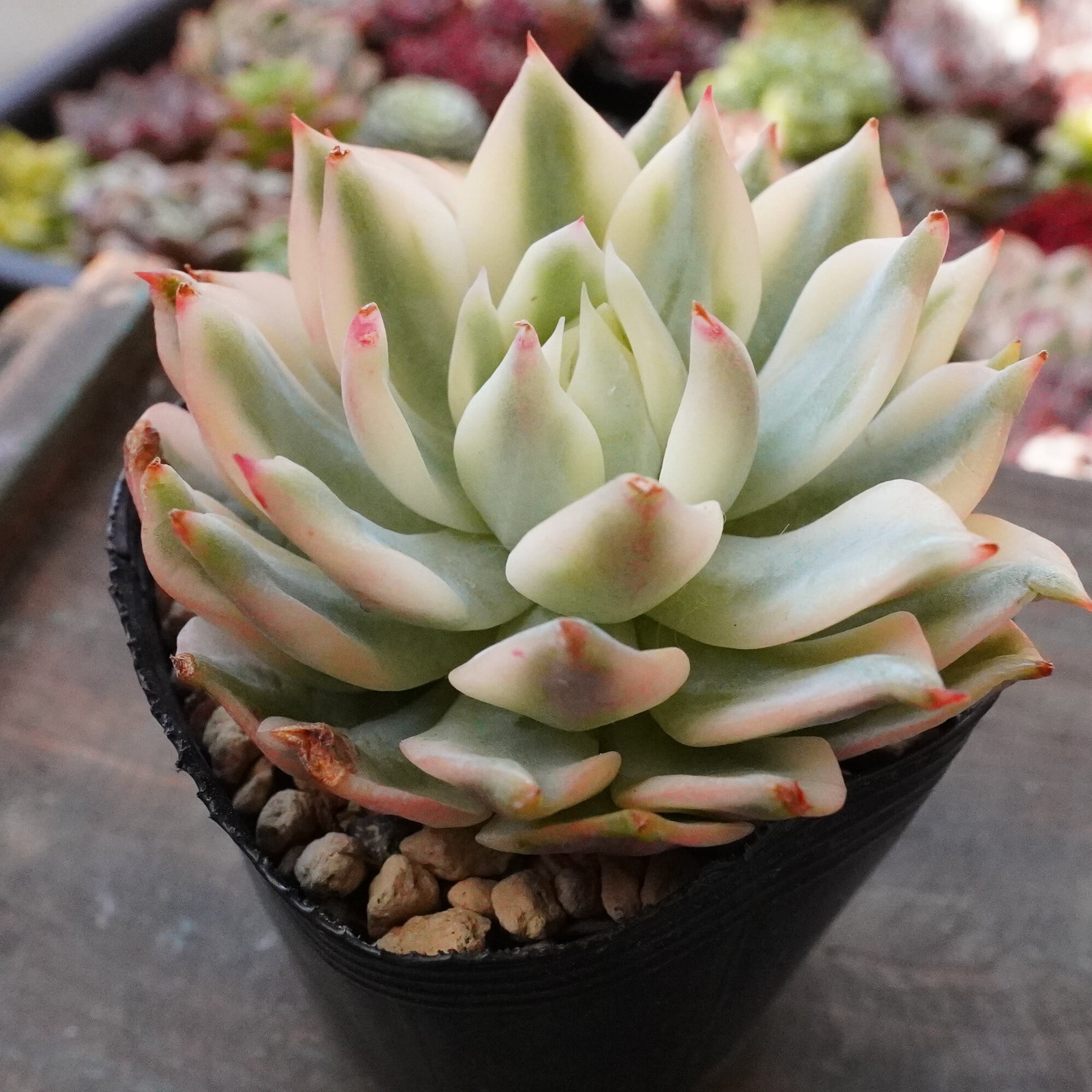 【プリズム錦】エケベリア 斑入り 激レア | E-TANIKU