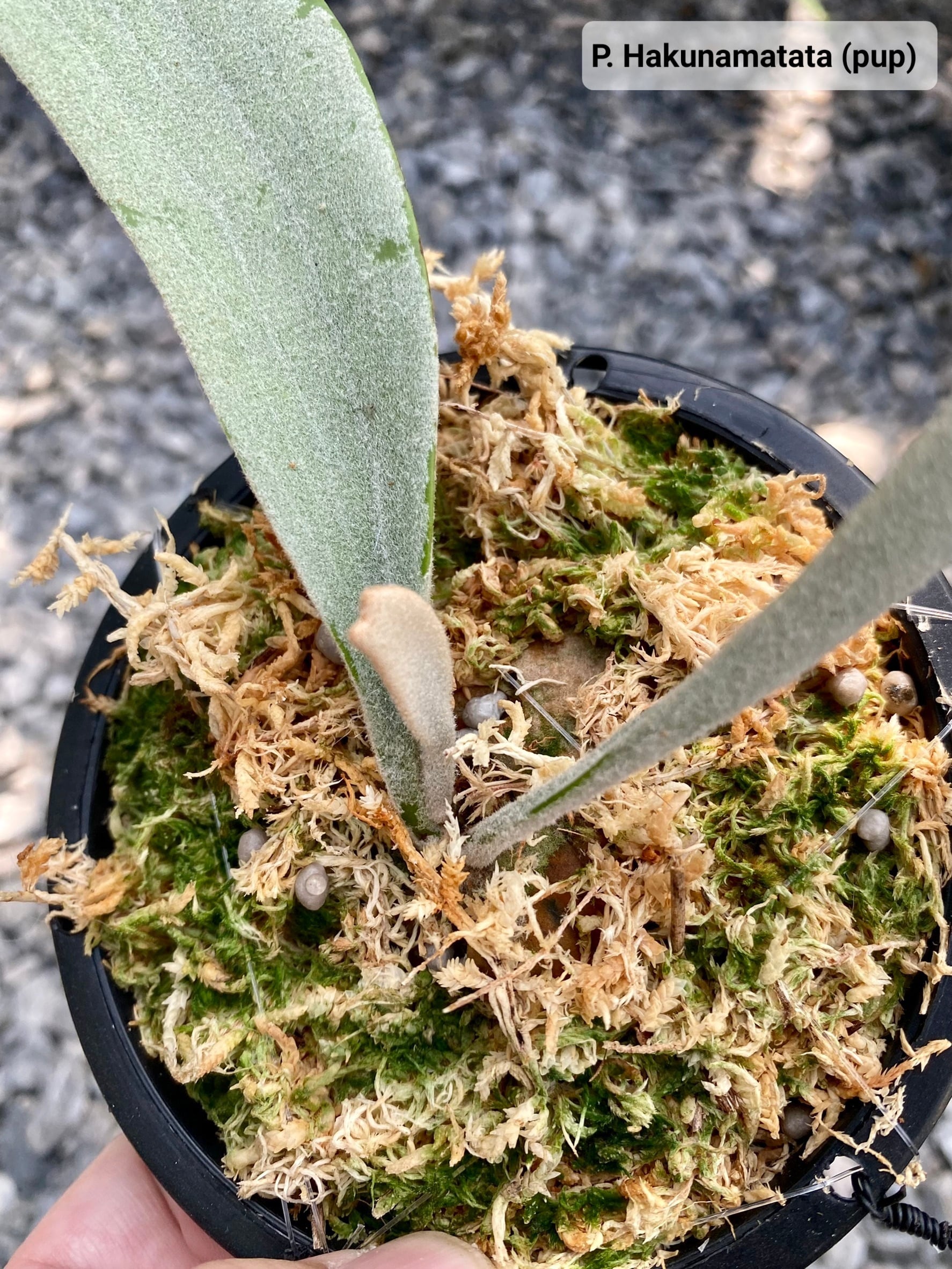 P.Hakuna matata 【artPLANTs】ビカクシダ/Platycerium | artPLANTs2020 （アートプランツ）